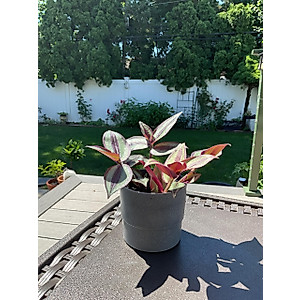 Dark Desire Wandering Jew Purple Live Plant - Unique Houseplants for Easy Indoor Gardens & Home Decor Gifts - Potted Tiny Houseplants 4" inch Grey Pot Included