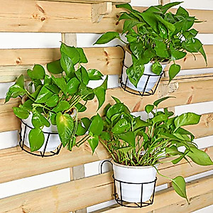 12 Pcs Hanging Railing Planters 6 Inch Flower Pot Holders Black Potted Stand Railing Planter Iron Rack Balcony Planter Basket Small Shelf Container for Indoor Outdoor Balcony Fence Garden Flower Pot