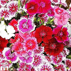 QAUZUY GARDEN 3000 Seeds Mixed Dianthus Seeds Carnation Gillyflower Sweet William Garden Clove Cheddar Pinks Seeds- Perennial Hardy Easy Growing Flower