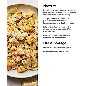 Burpee Connecticut Pumpkin Seeds 50 seeds