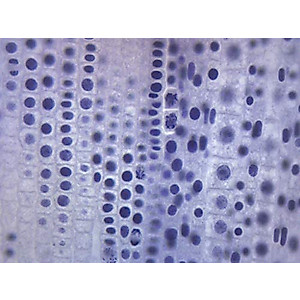EISCO Ascaris & Onion Mitosis, Prepared Microscope Slide - 75 x 25mm - Plant & Animal Mitosis, Introductory Microscopy