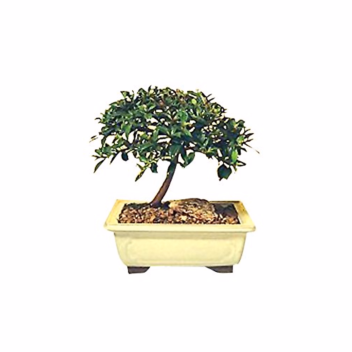 Flowering Brush Cherry Bonsai Tree - Small(eugenia myrtifolia)