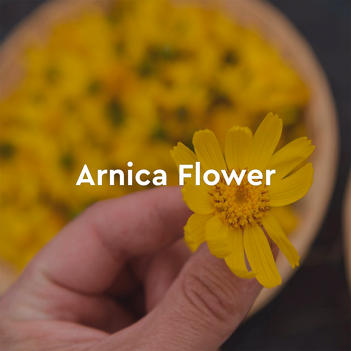 Kneipp Joint & Muscle Arnica Intensive Cream - 3.5 fl oz - Good for Achy Joints & Sore Muscles - Vegan