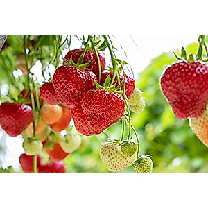 Red Strawberry Climbing Strawberry Fruit Plant Seeds Home Garden New 300 pcs