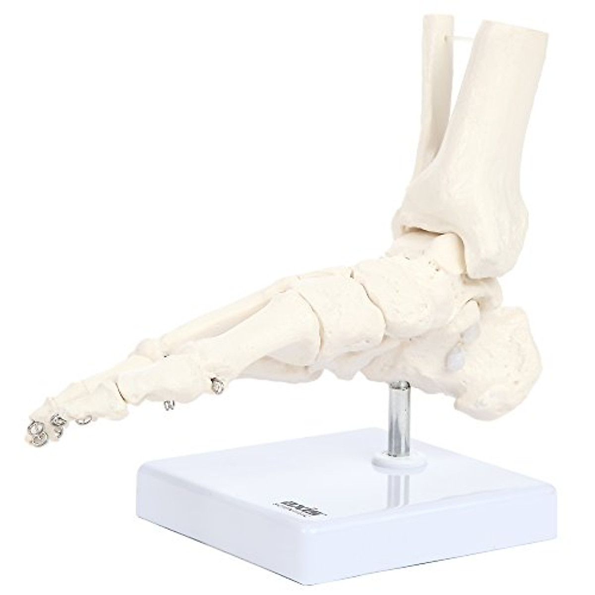 Axis Scientific Human Skeletal Foot Model with Ankle | Anatomically Accurate Design | Foot Bones and Joints Bound with Wire Showing Natural Range of Motion | Comes on Durable Base