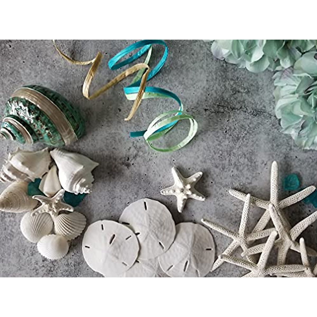 Set of 6 White Starfish and Sand Dollars - 3 Finger Starfish 4 to 6 inch and 3 Sand Dollars 3 to 3.5 inch - Starfish and Sand Dollars for Crafts by Tumbler Home