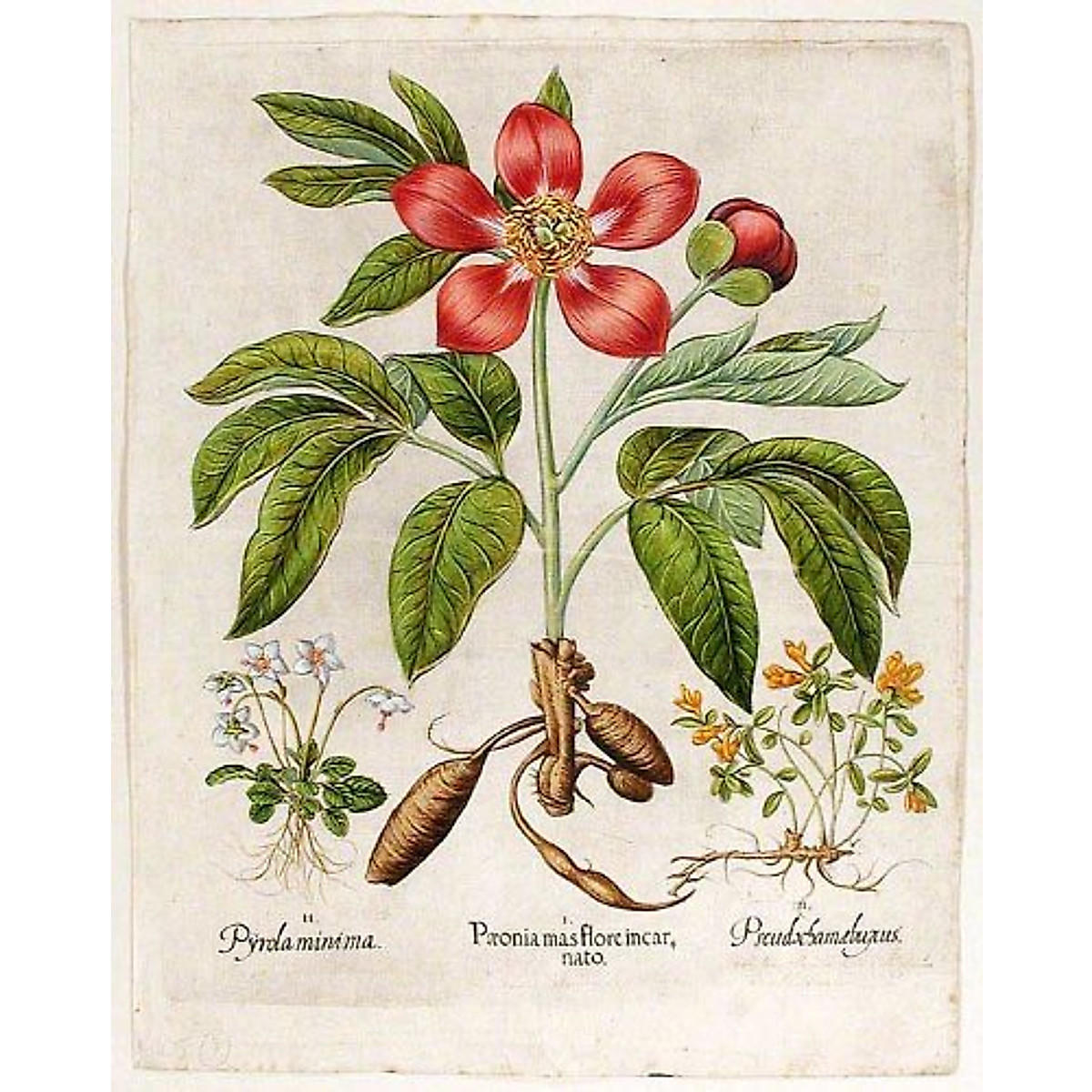 [Pink corallina peony] Pµonia mas flore incarnato; [One-flower shinleaf] Pyrola minima; [Dwarf alpine box] Pseudoschamµbuxus