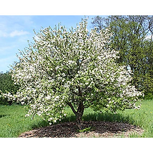 European/French Crab Apple Tree Seeds, 20 Apple Seeds Per Packet, (Isla's Garden Seeds), Non GMO Seeds, Botanical Name: Malus sylvestris, 98% Germination Rates