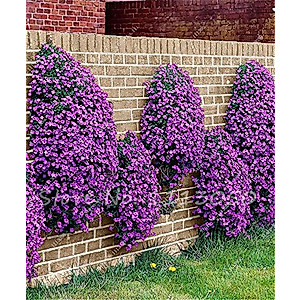 Rainbow Creeping Thyme Plants Blue Rock CRESS Plants - Perennial Ground Cover Flower ,Natural Growth for Home Garden 200 Pcs/Bag - (Color: 12)