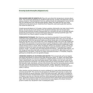 5 Red Lion Amaryllis Bulbs. Special Holiday Bulk Pricing! Wonderful to Gift As-is to Your Friends, or Jazz These Bulbs up Yourself with Clever Packaging to Put Your Own Style Into Your Gift!