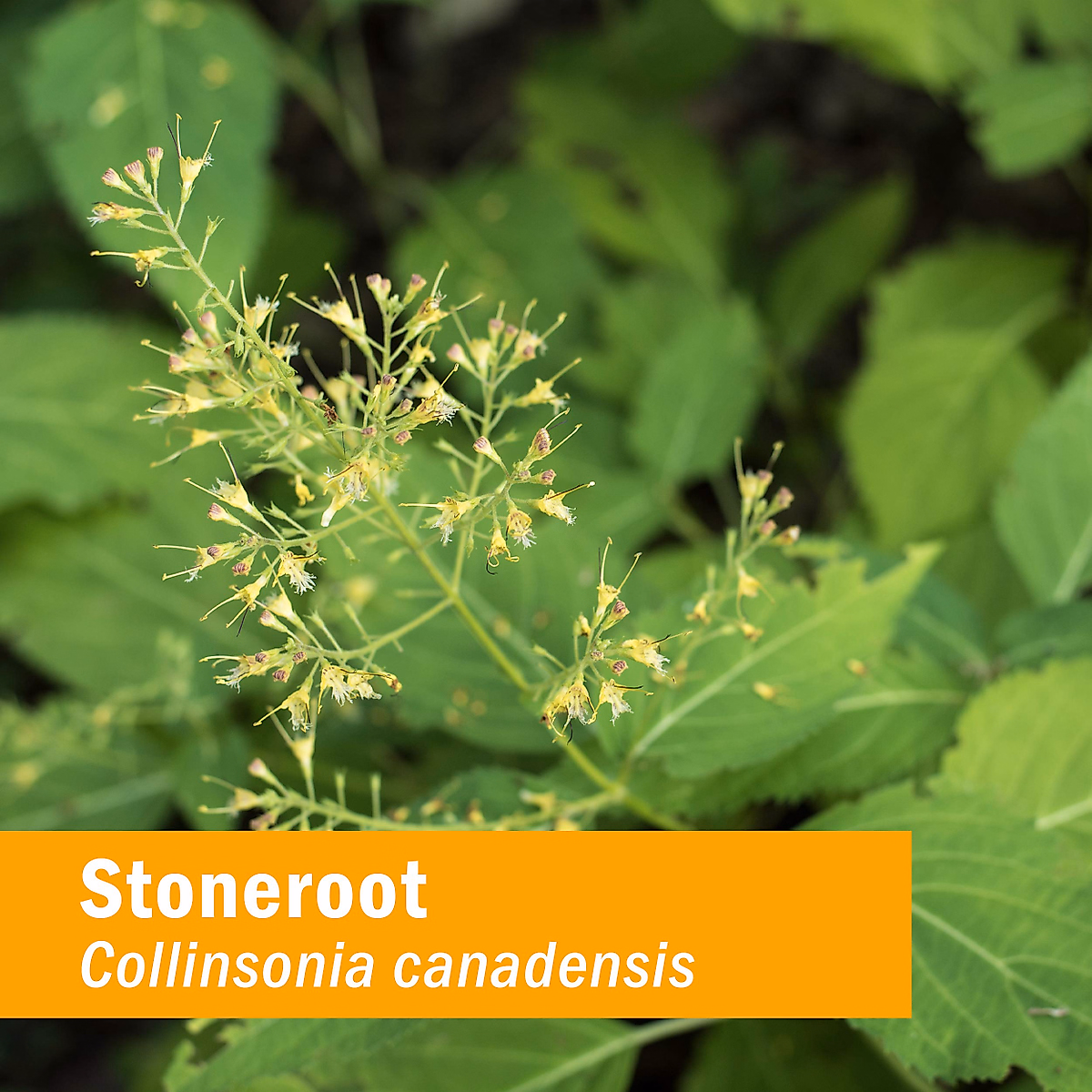 Herb Pharm Certified Organic Stoneroot Blend Liquid Extract for Cardiovascular and Circulatory Support-4 oz