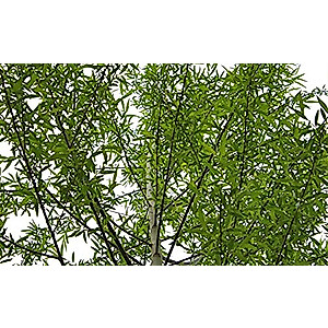 4 Globe Willow Trees - Shade or Privacy Tree - Fast Growing #BC2