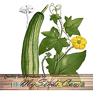 Big Pack - (100) Luffa Luffa Cylindrica Loofah Seeds - Dishcloth Or Luffa Gourd Fruits Grow To Approx. 2' - Non-GMO Seeds By MySeeds.Co (Big Pack - Luffa Gourd Reg)