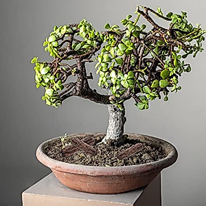 DOITOOL 3Pcs Tree Stumps, Fairy Garden Miniature Tree Stump Decor Dollhouse Supplies Micro Landscape Decor Mini Tree Stump Resin Moss Terrariums Bonsai Decor