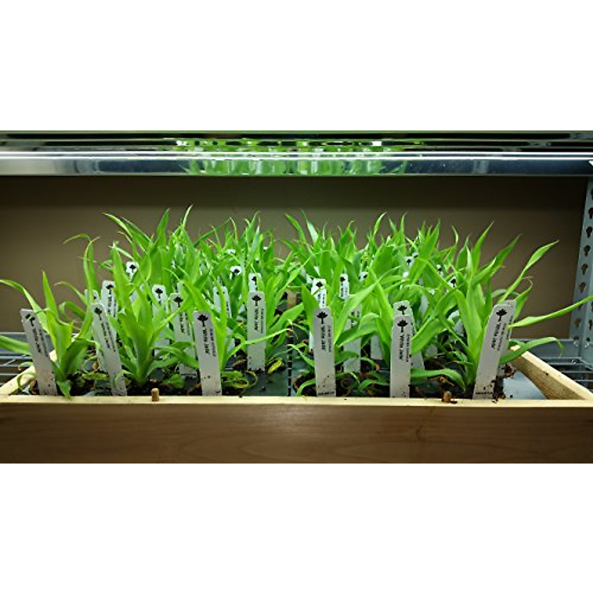 Pineapple Plants "White Jade" Includes Four (4) Plants