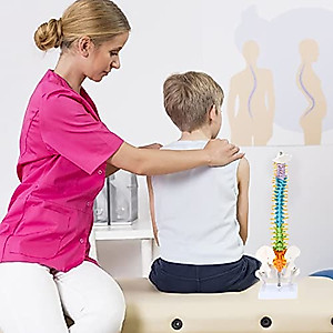 ASINTOD Human Spine Anatomy Model, 15.5" Color Human Spine Model, Anatomical Human Spine Model with Spinal Nerves, Intervertebral Discs, Pelvis, Femur with Display Stand for Display, Teaching