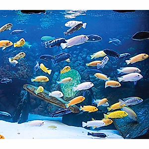 Family of (10) African Cichlids 1.25" Live Tropical Fish Assorted Mbuna Cichlid