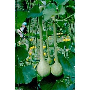 Dipper Gourd Seeds,12" long necks and bulbs with a diameter of 5-7" — 🛍 ...