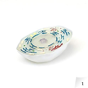 Parco Scientific PB00160 Animal Mitosis 3D Model | 9 Stage Mitosis Demonstration | Biology Classroom Cell Division Display | Detailed Open Cell Organelles | Pieces Equipped with Stand | W Manual