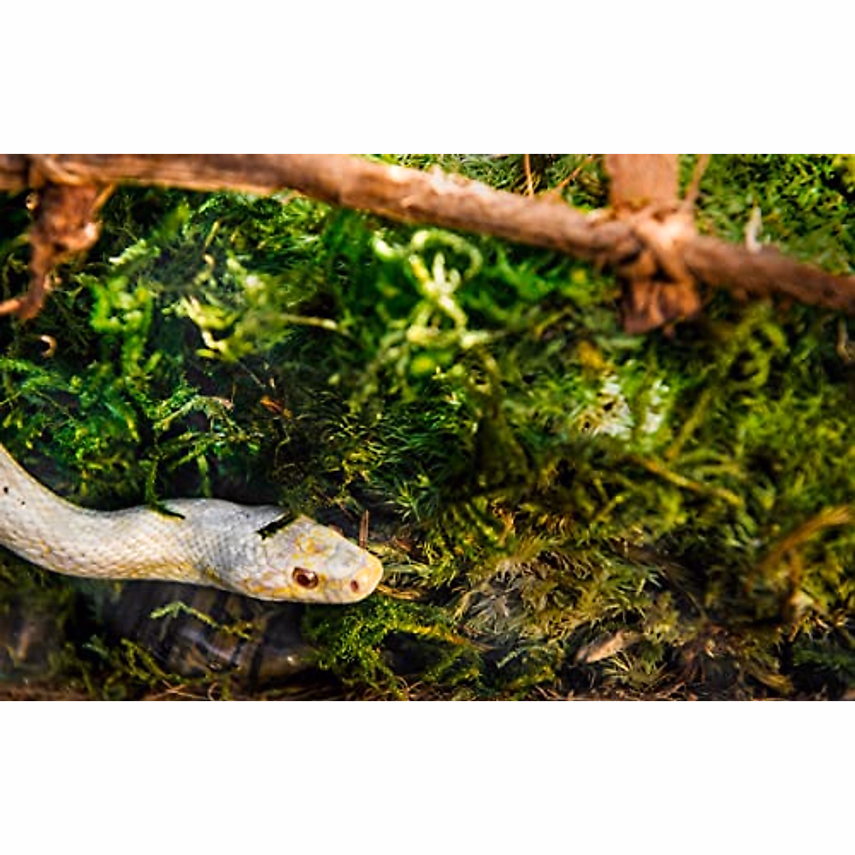 Galápagos (05213) Terrarium Green Sphagnum Moss, Natural, 4 Quart