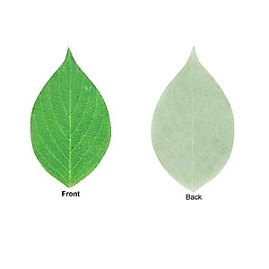 Oasis Supply Grease Resistant Leaf Cheese Paper, Disposable Cheese Board Paper, Package of 10 - Medium 7"