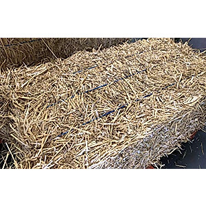 AA Plus Shop 100% Natural Wheat Straw Grass, Animal Bedding and Farm Wheat Straw (4LB)
