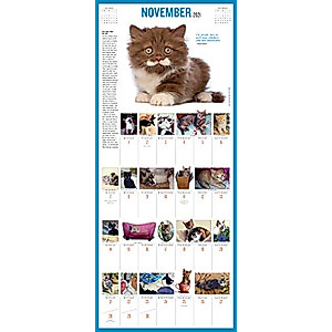365 Kittens-A-Year Picture-A-Day Wall Calendar 2021