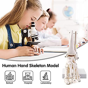 MIIRR Human Foot Skeletal Model,with Tibia and Fibula, Life Size Full Joint Model of Foot and Ankle, Suitable for Teaching and Research Tools