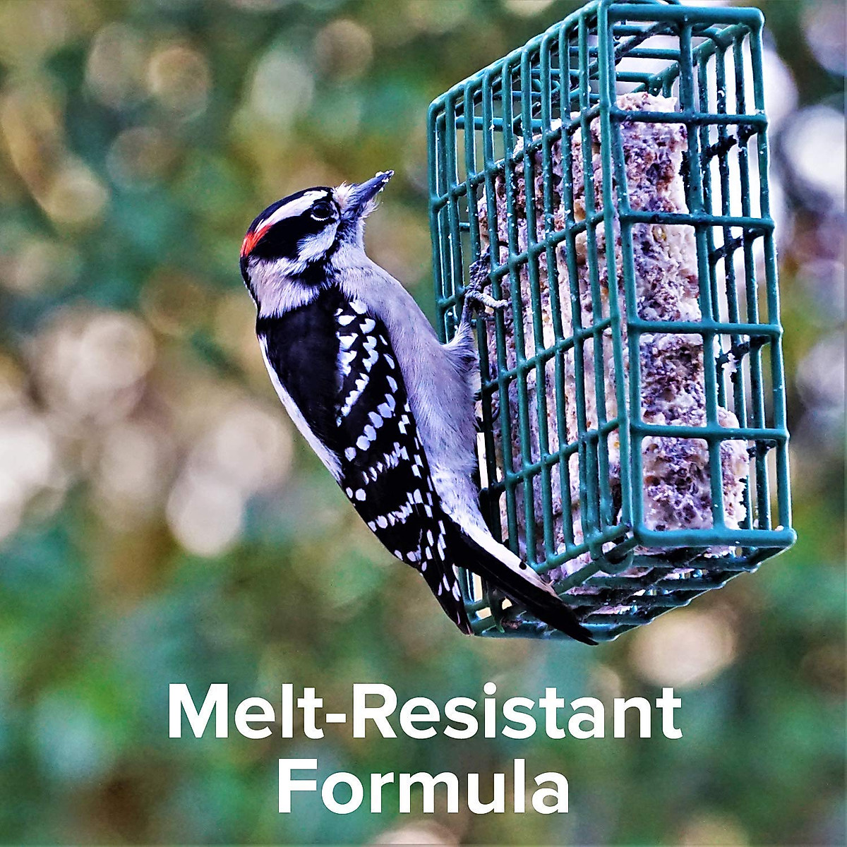 Blue Seal Berry Blend Suet Cakes for Wild Birds - No Mess Suet Feed, Food for Woodpeckers, Cardinals, Siskins, Sparrows & More - 11oz Suet Feeder, Bird Seed Cakes (Variety Pack of 6)