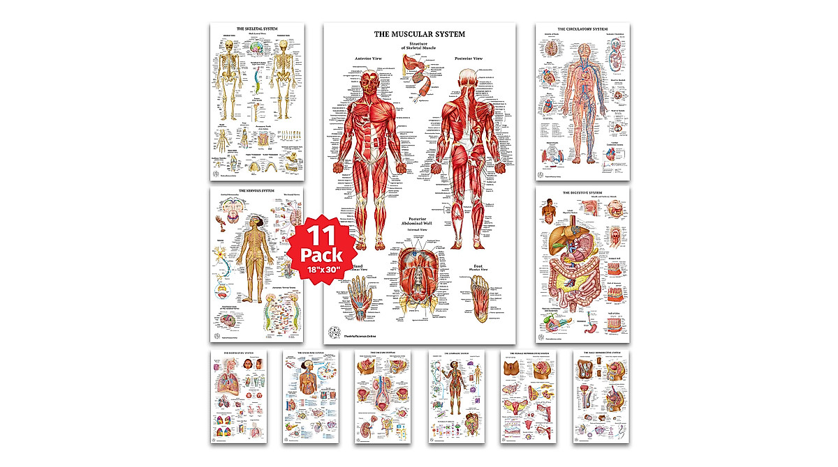 11 Human Anatomy Posters - Perfect for Medical Study