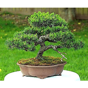 Mugo Pine 25 Seeds - Bonsai - Pinus mugo mughus