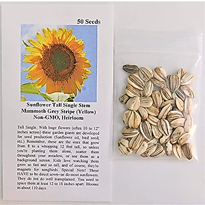 David's Garden Seeds Sunflower Tall Single Stem Mammoth Grey Stripe FBA-0005 (Yellow) 50 Non-GMO, Heirloom Seeds