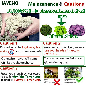 Moss Preserved, Green Moss for Fairy Gardens, Terrariums, Any Craft or Floral Project or Wedding Other Arts (Green, 3OZ)