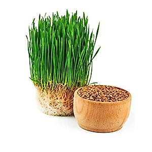 Todd's Seeds - 1 Pound of Wheatgrass Seeds - Non GMO Sprouting Seeds - Grind Into Whole Wheat Flour - Pet Grass - Cat Grass for Indoor Cats - Wheat Grass Seeds