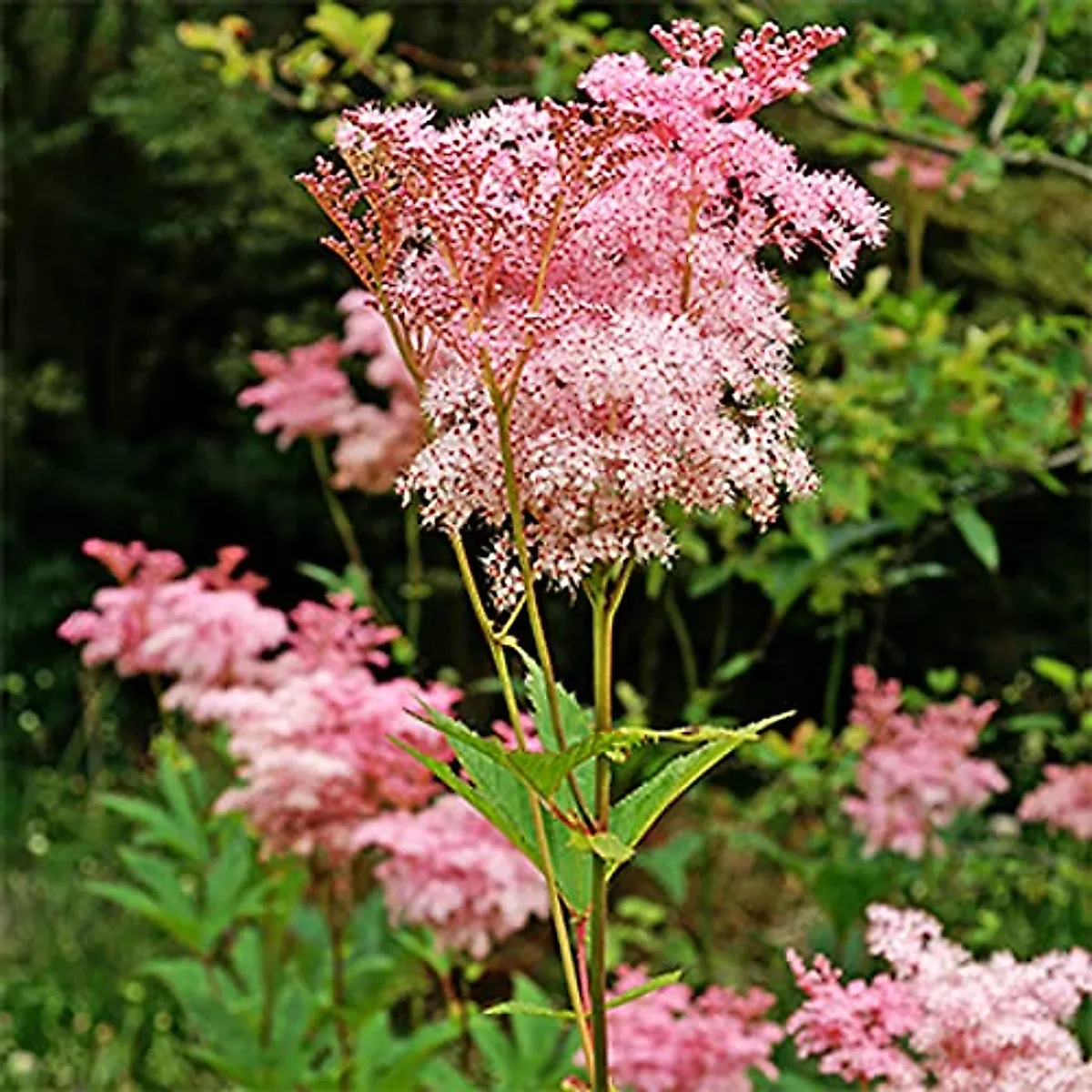 CHUXAY GARDEN Pink Filipendula Ulmaria-Meadowsweet,Mead Wort,Queen of The Meadow,Meadow-Wort,Meadow Queen,Dollof,Meadsweet,Bridewort 40 Seeds Lovely Flowers Great for Garden