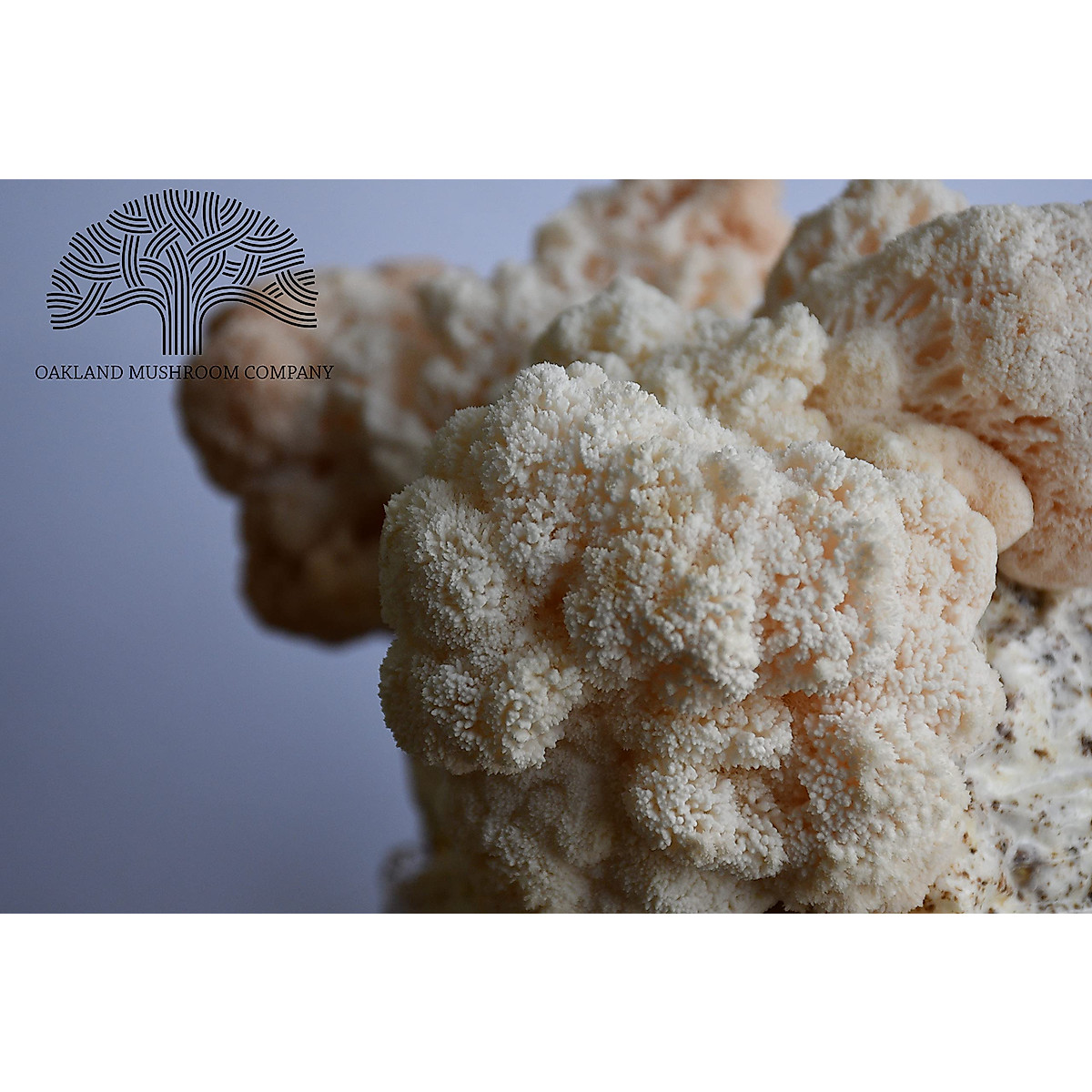 Lion's Mane Mushroom Grow Kit by Oakland Mushroom Co. | Handmade with Organic Ingredients | Ready to Grow | Harvest in 7-19 Days