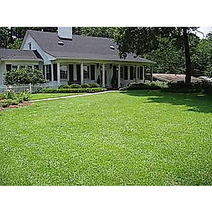 TifBlair Centipede Grass Seed (1 Lb.) Direct from The Farm