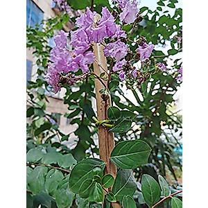 TIPU Soft Rubber Garden Twine, Reusable and Adjustable Plant Tie Without Wire Interior, Hollow Stretch Rubber Twine Expands with The Growth Plant/Fruit Tree, Green, 262 FT