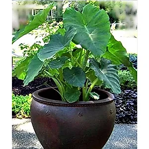 2 Elephant Ear -Colocasia esculenta-(Bulbs Size 5-7) Give Your Garden a Tropical Look.