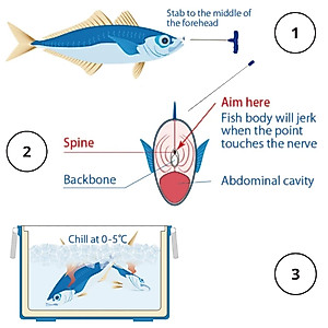 IKEJIME RUGGED Ike Jime Kit: Ikijime Fish Spike With Shinkejime Stainless Steel Wire (Yellowtail, Sea Bass, Bream), Blue