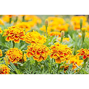 1000+ Mix Marigold Seeds for Planting Calendula Seeds Non-GMO Heirloom Seeds Premium, Open Pollinated Bonsai Garden Decoration Huge Red Orange and Yellow Blooms