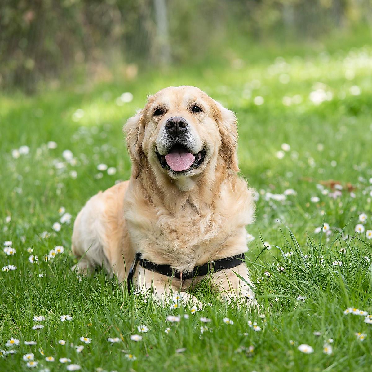 Personalized Dog Loss Gift Personalized Memorial In Memory of Pets Jewelry with Dog Paw Bone Name Lacey