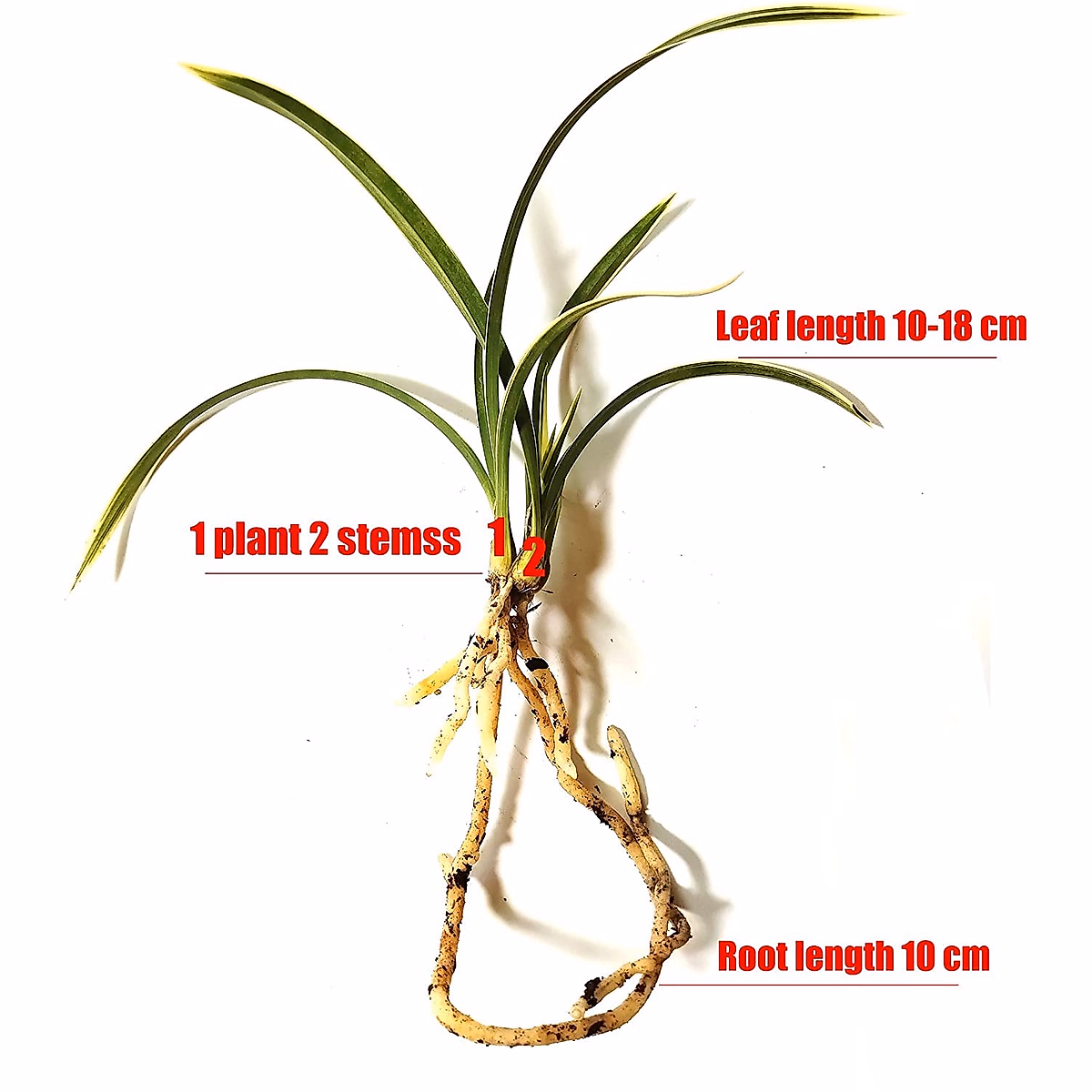 Indoor Plants, Orchids Plants Live—Exotic Easy Species, Gardening Gifts for Women, Easy to Grow&Bloom, NOT in-Bud/Bloom When Shipped (Purple Moon)