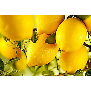 Lemon Seeds for Planting - 50 Seeds, Non-GMO Heirloom and Organic High Survival Rate Lemon Tree Seeds Planting for Home Garden