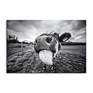 iKNOW FOTO Canvas Print Wall Art Black and White Freedom Highland Cow Pictures Funny Animal Painting Stretched and Framed Artwork for Home Office Decor Ready to Hang 24x36inch