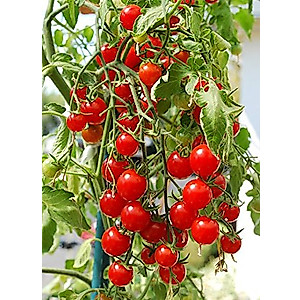 30+ Sweetie Cherry a.k.a. Sugar Sweetie Tomato Seeds, Heirloom Non-GMO, Extra Sweet, Heavy-Yielding, Indeterminate, Open-Pollinated, Delicious, from USA