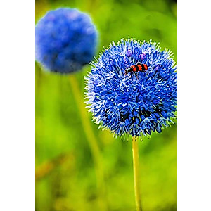 Blue Allium Bulbs for Planting - Allium "Azureum" Caeruleum (10 Bulbs)