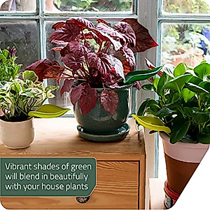 Peleg Design Leaflow Plant Pot Watering Funnel (Set of 3), Plant Watering Devices for Indoor and Outdoor Plants, House Plant Waterer, Indoor Plant Watering