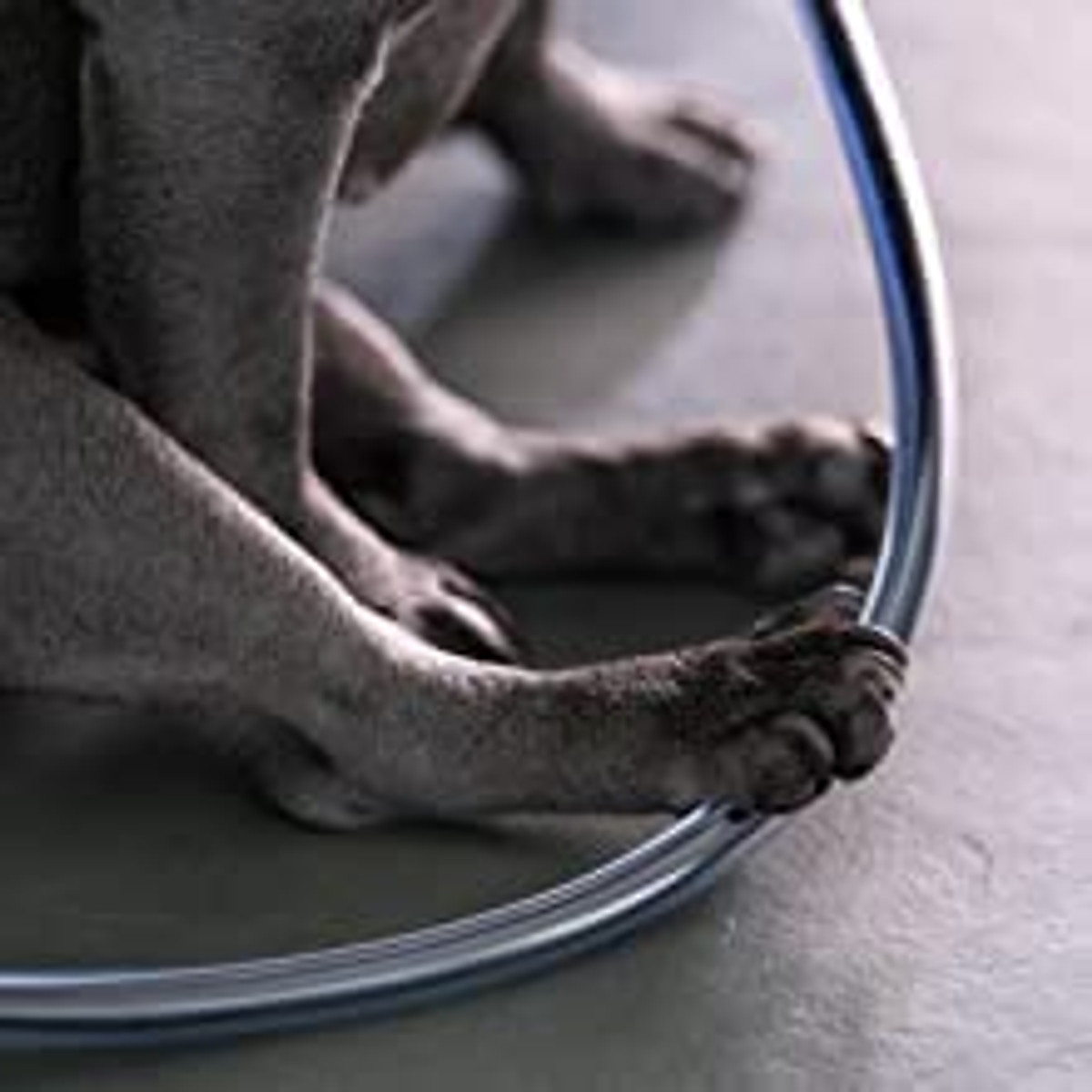 PetCords Dog and Cat Cord Pet Protector 10 FT, Protects Your Pets Through Insulated Cables up to 10ft, Pet and Critter Safety Device, Unscented, Odorless, Made and Designed in The USA