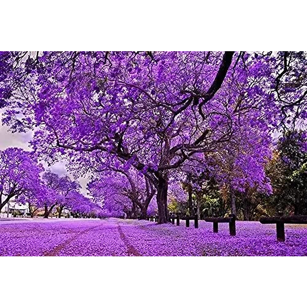 MOCCUROD 20Pcs Purple Jacaranda Mimosifolia Tree Seeds Trumpet Shaped Flower Seeds